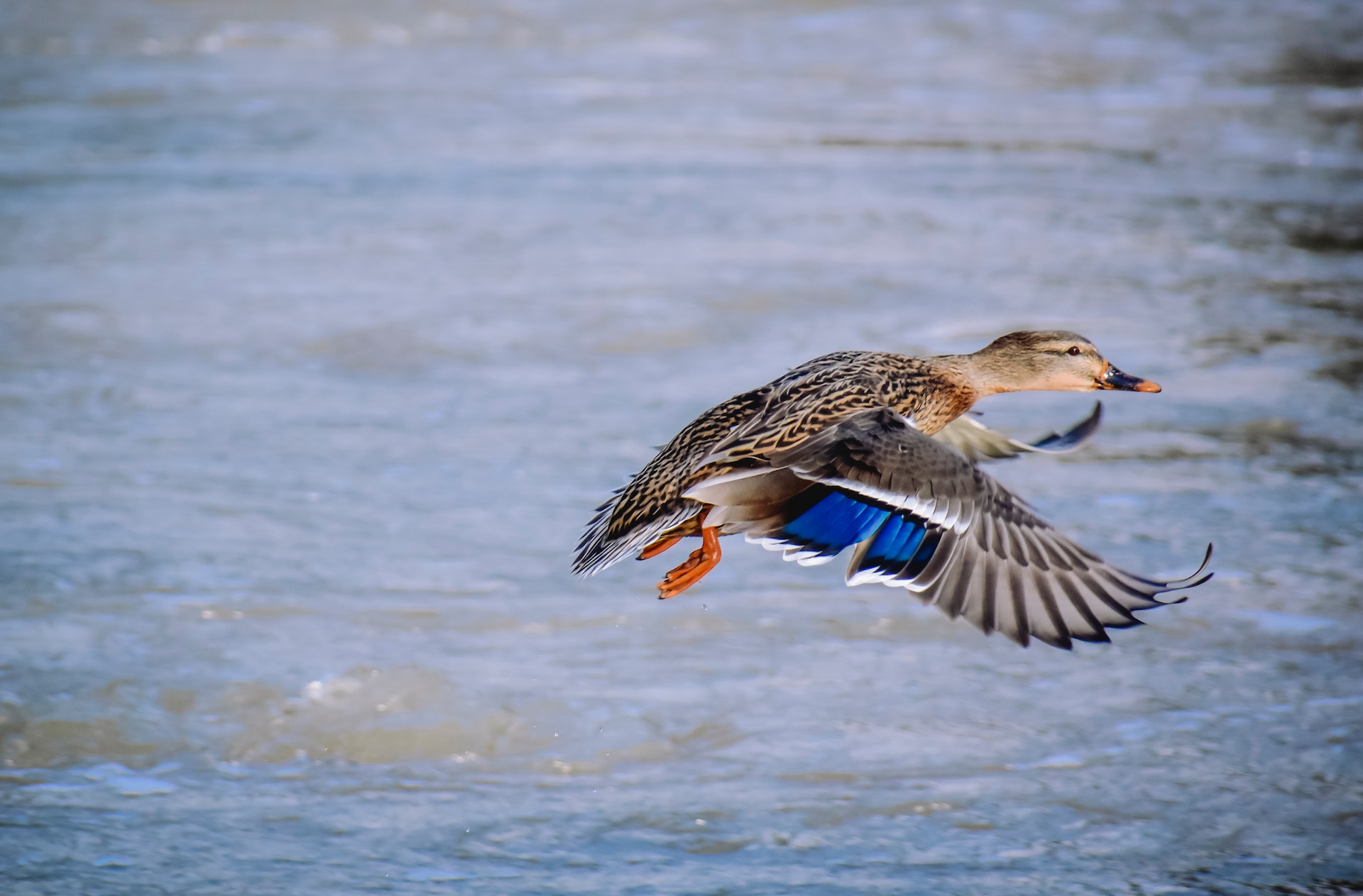 Explore The Best Bird Watching Spots in Fort Walton Beach | Breakers FWB
